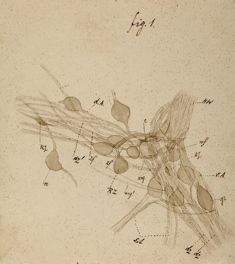 Freud and Science - Freud Museum London