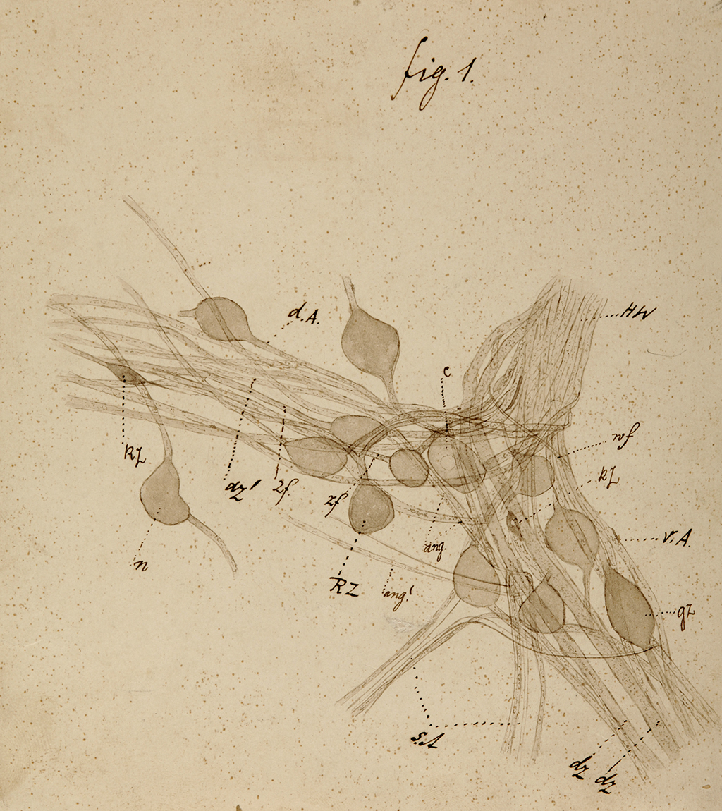 Freud and Science - Freud Museum London