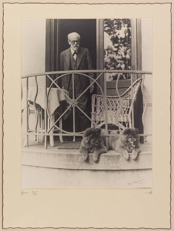 Was Freud More of a Dog Person than a Cat Person? - Freud Museum London